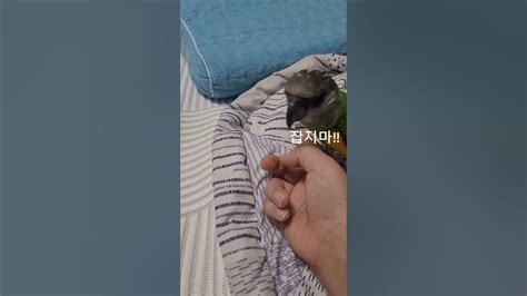 앵무새가 침대에 똥을 싸면 생기는일 Youtube