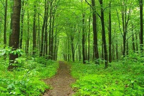Forest Stock Image Colourbox