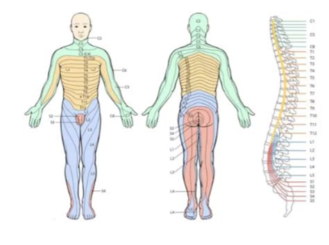 Cervical Flashcards Quizlet