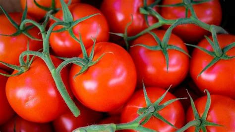 Chitosan Plant Fertilizer Largest Organic Fertilizers Manufacturer In