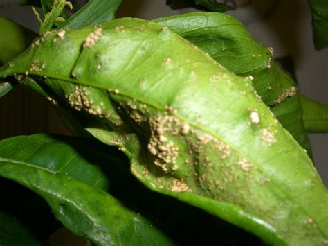 Diseases Of Citrus Trees Infoupdate Org