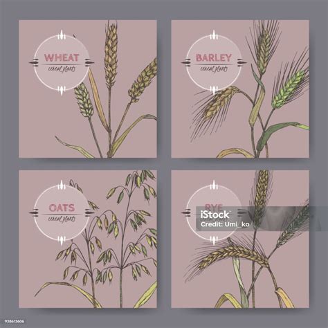 빵 밀 호 밀 보 리와 귀리 컬러 스케치와 4 개의 Banenrs의 집합입니다 시리얼 식물 컬렉션입니다 호밀에 대한 스톡 벡터 아트 및 기타 이미지 Istock