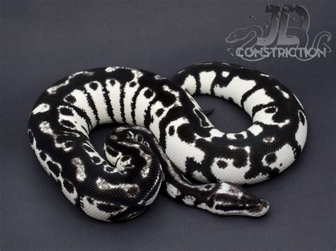 Black And White Ball Python