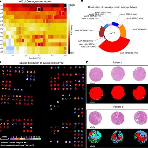 Spatial Distribution Of 12 Tumor Subpopulations Identified In Patients Download Scientific