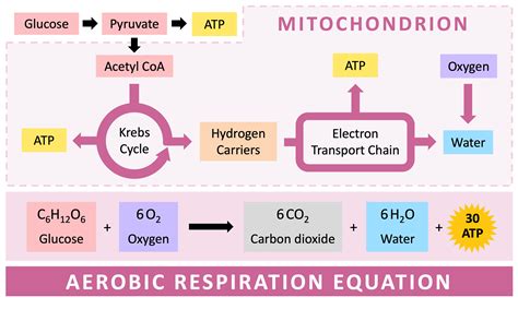 Respiration Types