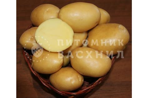 Картофель семенной Вымпел купить с доставкой Питомник ВАСХНиЛ