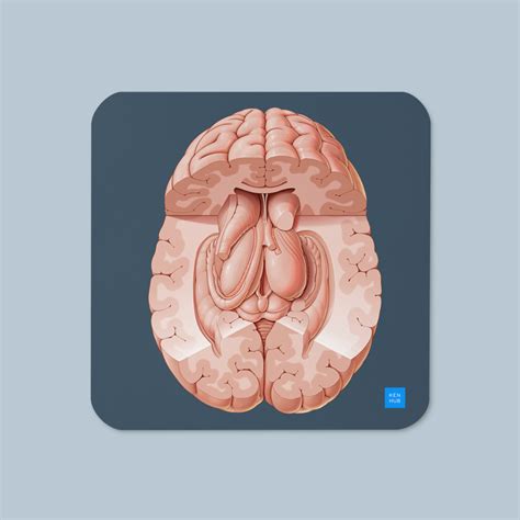 Brain Superior View Cork Back Coaster Kenhub Merch