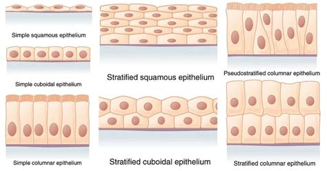 Epithelial Tissue Definition Characteristics Types And Functions Biology Notes Online