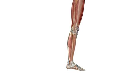 Premium Photo The Knee Is A Modified Hinge Joint Which Permits