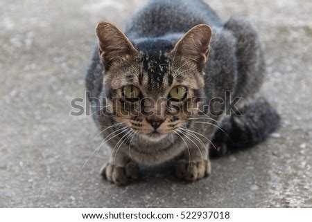 Cat Having Sex Cat Make Love Stock Photo Shutterstock