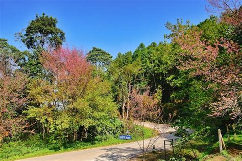 Premium Photo Trees On Both Sides Of Road