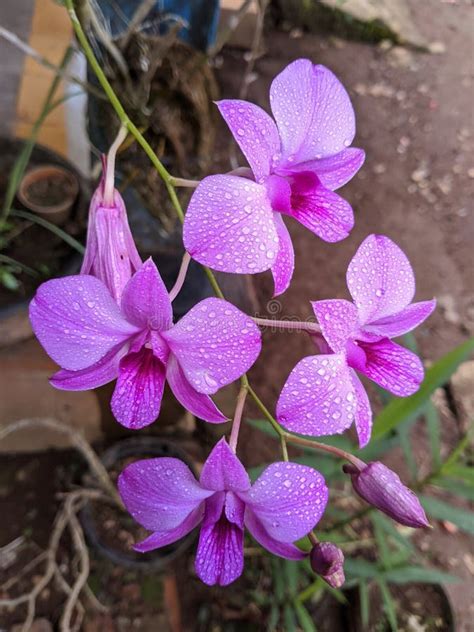 Orchid And X28dendrobiumand X29 With A Beautiful Purple Color Stock Image