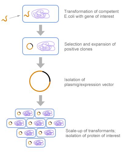 Recombinant Protein Production