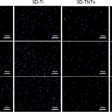 Nuclei Observation With Dapi Fluorescence Staining The Hgfs Were
