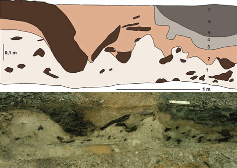 Trench Face Section G Viii Stump 40 With Position Of Samples