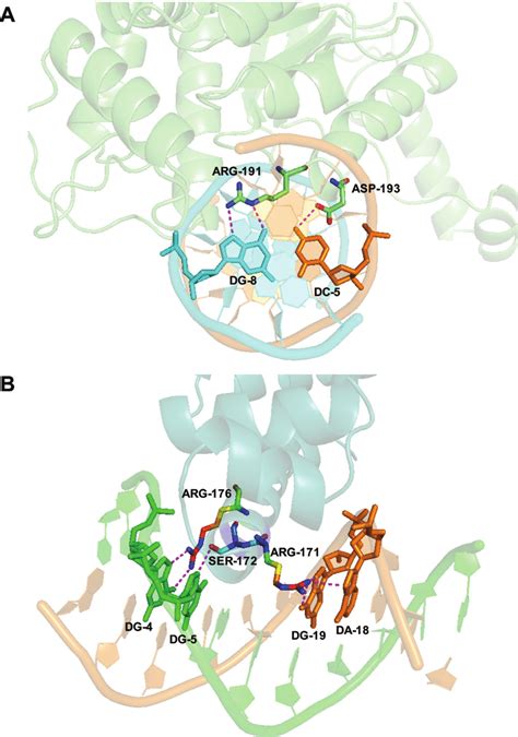 Examples Of Dna Binding Proteins Bound To Paired Bases And Unpaired Download Scientific Diagram