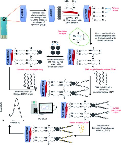 Schematic Illustration Of The Fabrication And Dna Hybridization Process