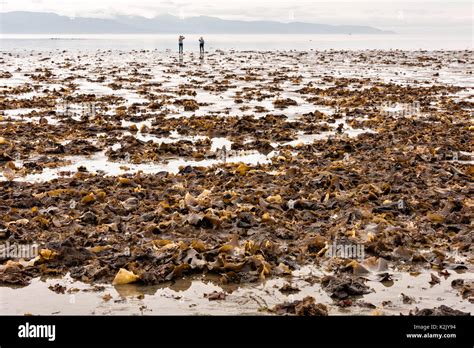 People Explore The Tide Pools Along Bishops Beach A Sand And Mud Beach