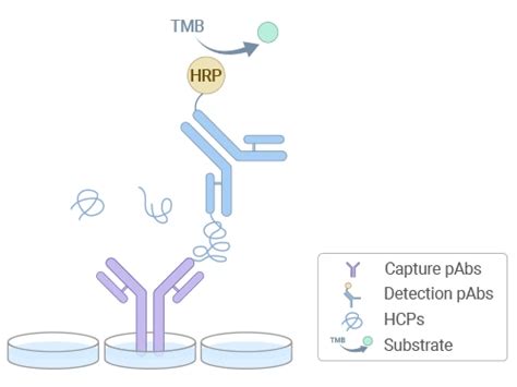 Boost Biopharma Safety With Hcp Detection Elisa Kits Cusabio