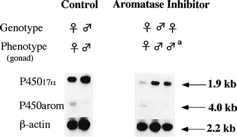 Northern Blot Analysis Of P450 17 And P450 Arom Mrna Extracted From