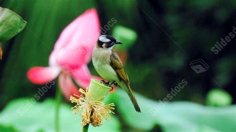 Green Spring Wild Natural Scenery Insect Powerpoint Background For Free Download Slidesdocs