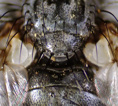 Panzeria Nemorum Female Scutellum Willingdon Down Susse… Flickr