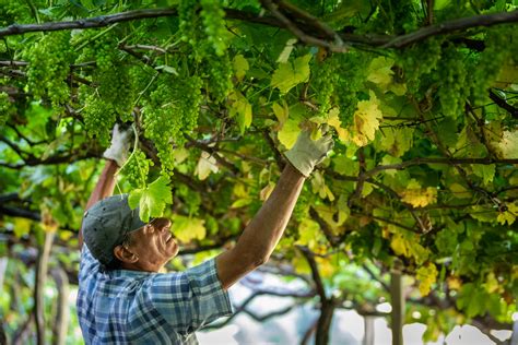 Les Vins De Madère Une Expérience à Part Entière Melimelowine