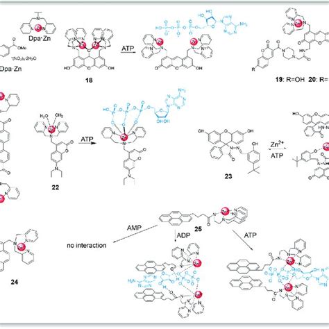 Atp Fluorescent Probes 33 36 Based On Water Soluble Conjugated Polymers Download Scientific
