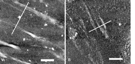 Figure 1 From Nanoscale Features Of Fibronectin Fibrillogenesis Depend