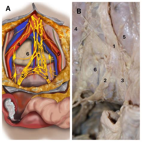 Superior Hypogastric Plexus Shp Download Scientific Diagram