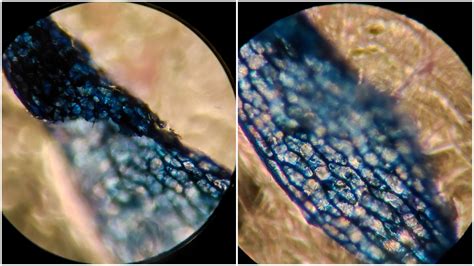 Making Better Use Of Test Kits Will Micronaut