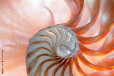 Shell Nautilus Pearl Fibonacci Sequence Symmetry Cross Section Spiral