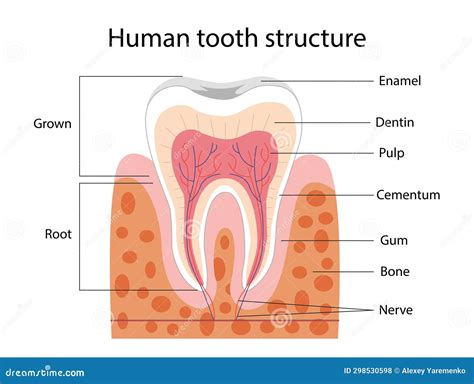 Human Tooth Structure Vector Concept Stock Vector Illustration Of