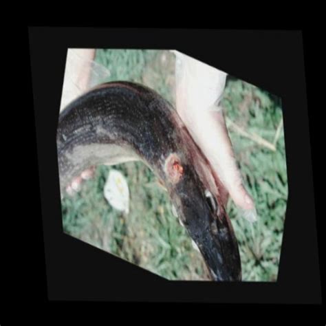 Fish Disease Detection Object Detection Model V2 2023 11 06 1 05pm By IOT