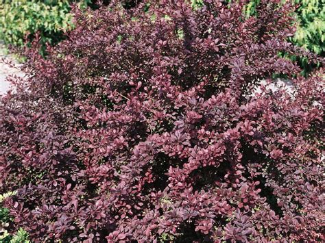 Barberry Ruby Carousel Jerry Anderberg And Associates