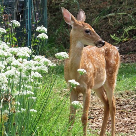 Deer Proofing Your Garden Proven Strategies Islas Garden