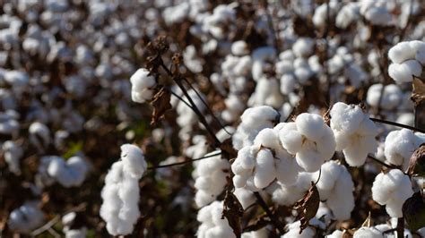 Armani Tests Sustainable Cotton Production In Italy Fashnfly