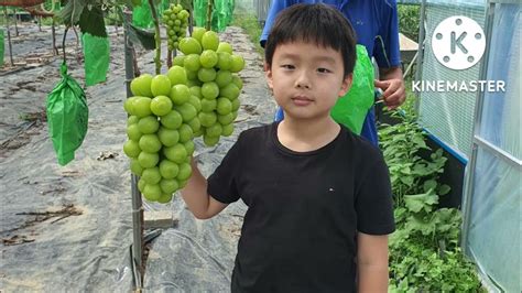 농장체험샤인머스캣 따기 Youtube