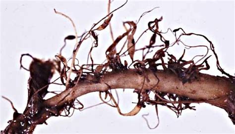 Biology Of Root Knot Nematodes In Sugar Beet Crops Ahdb
