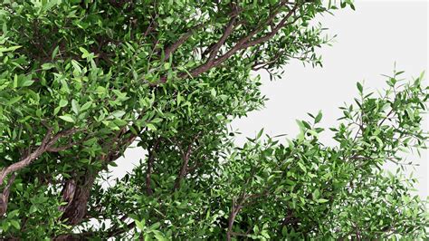 Model Tree With Looped Wind Animation Model TurboSquid