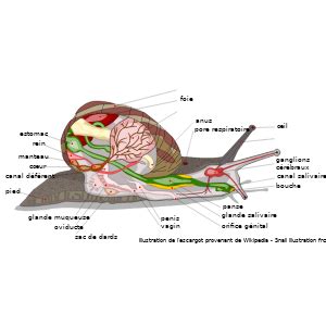 Snail Overview Life Cycle Reproduction Lesson Study Com
