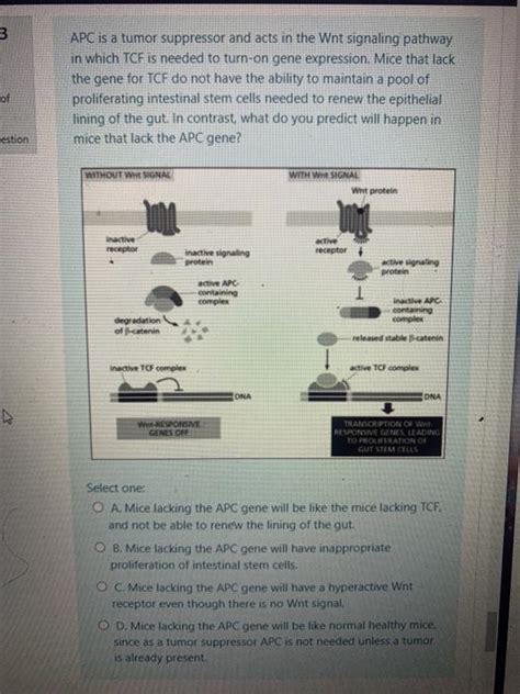 Solved 3 Apc Is A Tumor Suppressor And Acts In The Wnt