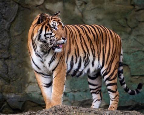 Bengal Tiger Portrait Stock Image Image Of Look Bengal 120496407