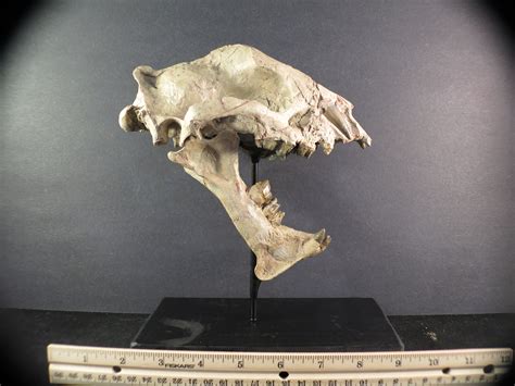 Young Dinictis Skull