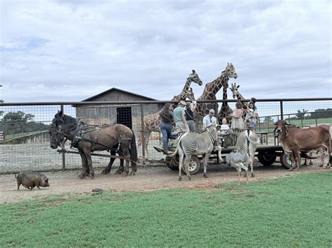 Lazy 5 Ranch Lazy 5 Ranch Added A New Photo