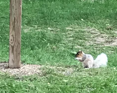 Mutant White Tailed Squirrels Spotted In Portland