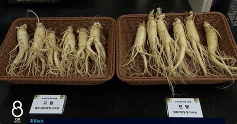 농촌진흥청 고품질 인삼종자 대량 생산 가능한 조직배양 기술 개발