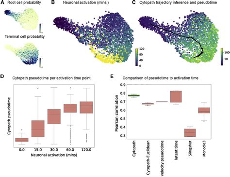 Reconstruction Of Arg Expression Trajectory In Mouse Cortical Neurons