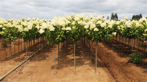 Kindred Spirit Oak J Frank Schmidt Son Co