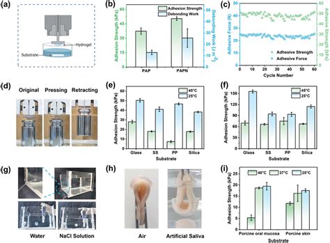 A Schematic Diagram Of Adhesion Test Created With B